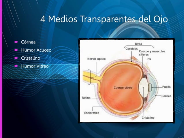 fisiologia_y_anatomia_de_ojo[1].pptx