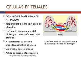 fisiologia Y ANATOMIA RENALLLLLLLLL.pptx
