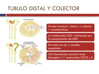 fisiologia Y ANATOMIA RENALLLLLLLLL.pptx