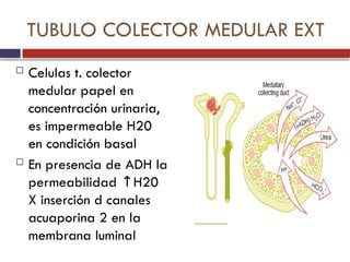fisiologia Y ANATOMIA RENALLLLLLLLL.pptx
