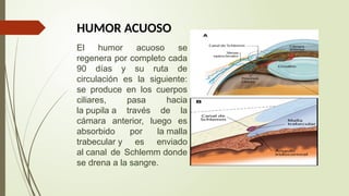 FISIOLOGIA Y SEMIOLOGIA OCULAR - HUMOR ACUOSO.pptx