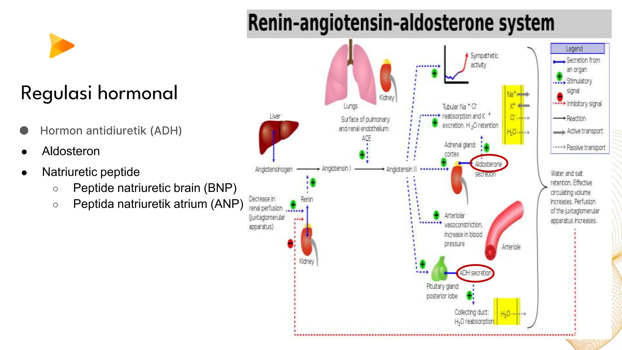 fisiologi cairan tubuh anatomi fisiologi | PPTX