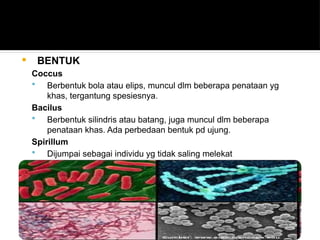 Fisiologi dan Struktur Bakter dan morfologi bakteri i.pptx