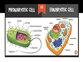 Fisiologi dan Struktur Bakter dan morfologi bakteri i.pptx