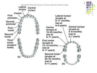 Sistem Digesti | PPT