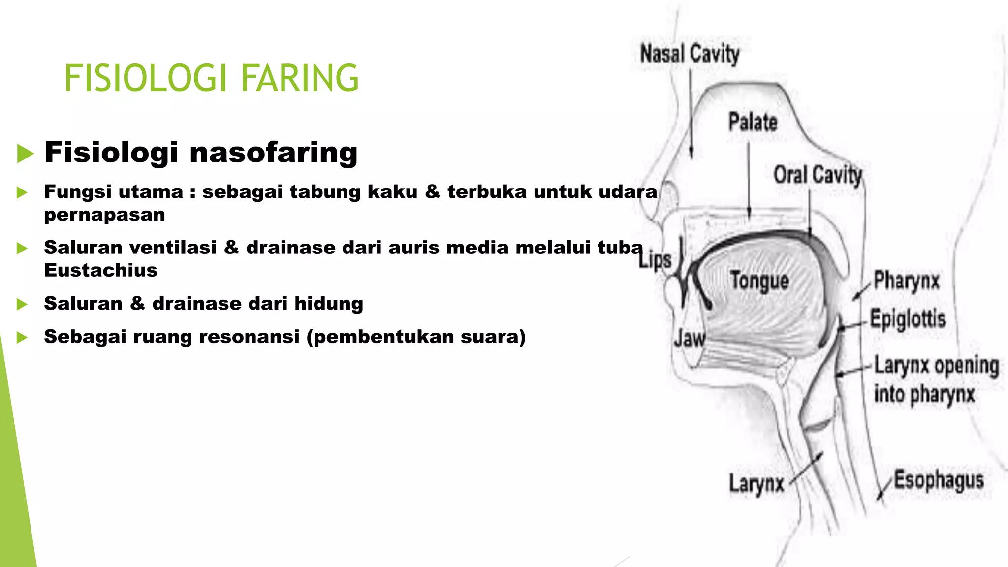FISIOLOGI FARING, LARING, DAN ESOFAGUS.pptx