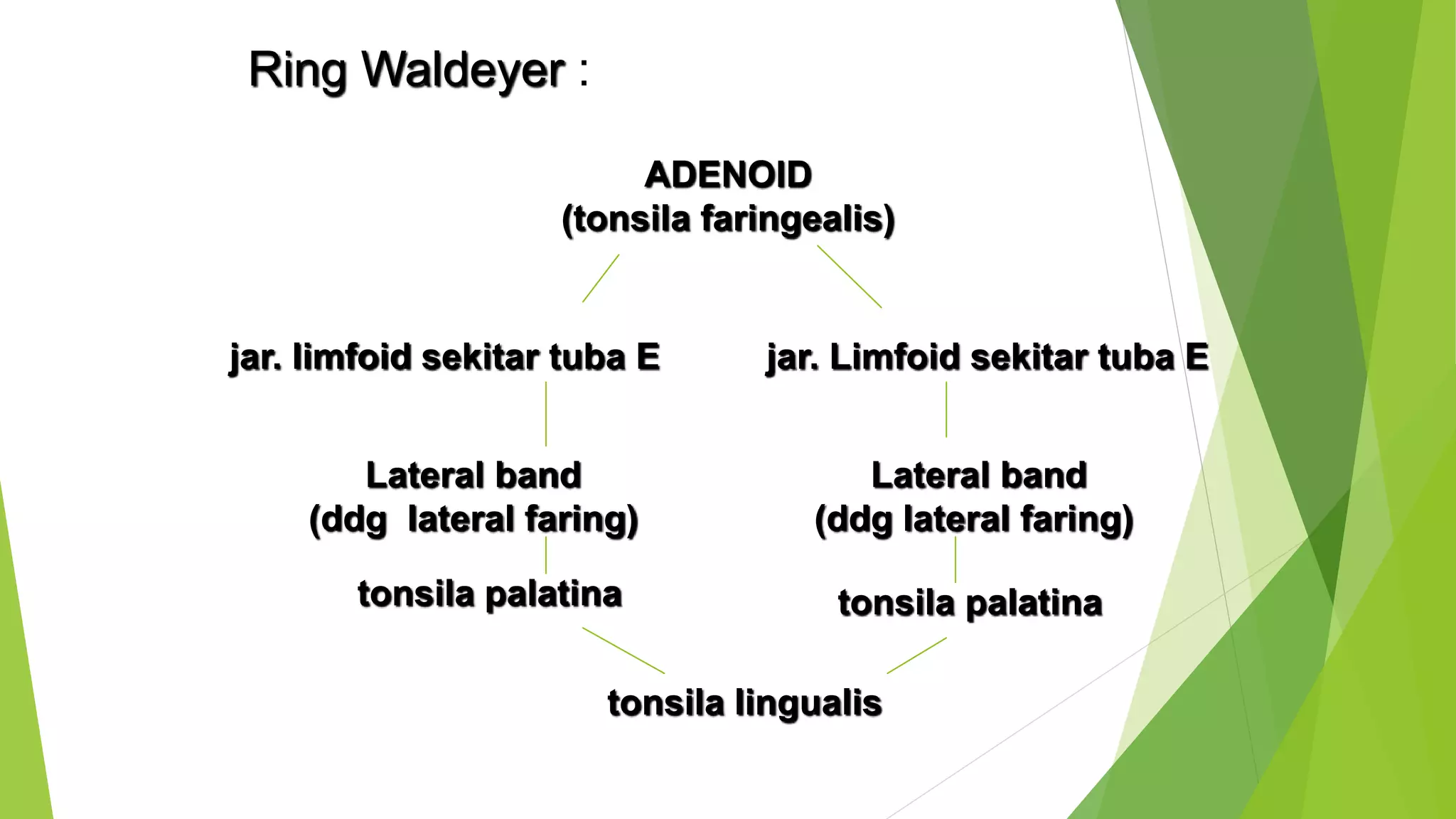 FISIOLOGI FARING, LARING, DAN ESOFAGUS.pptx