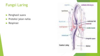 FISIOLOGI FARING, LARING, DAN ESOFAGUS.pptx