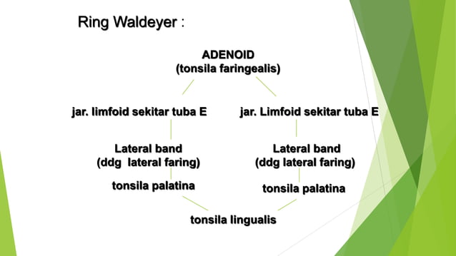 FISIOLOGI FARING, LARING, DAN ESOFAGUS.pptx