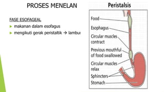 FISIOLOGI FARING, LARING, DAN ESOFAGUS.pptx