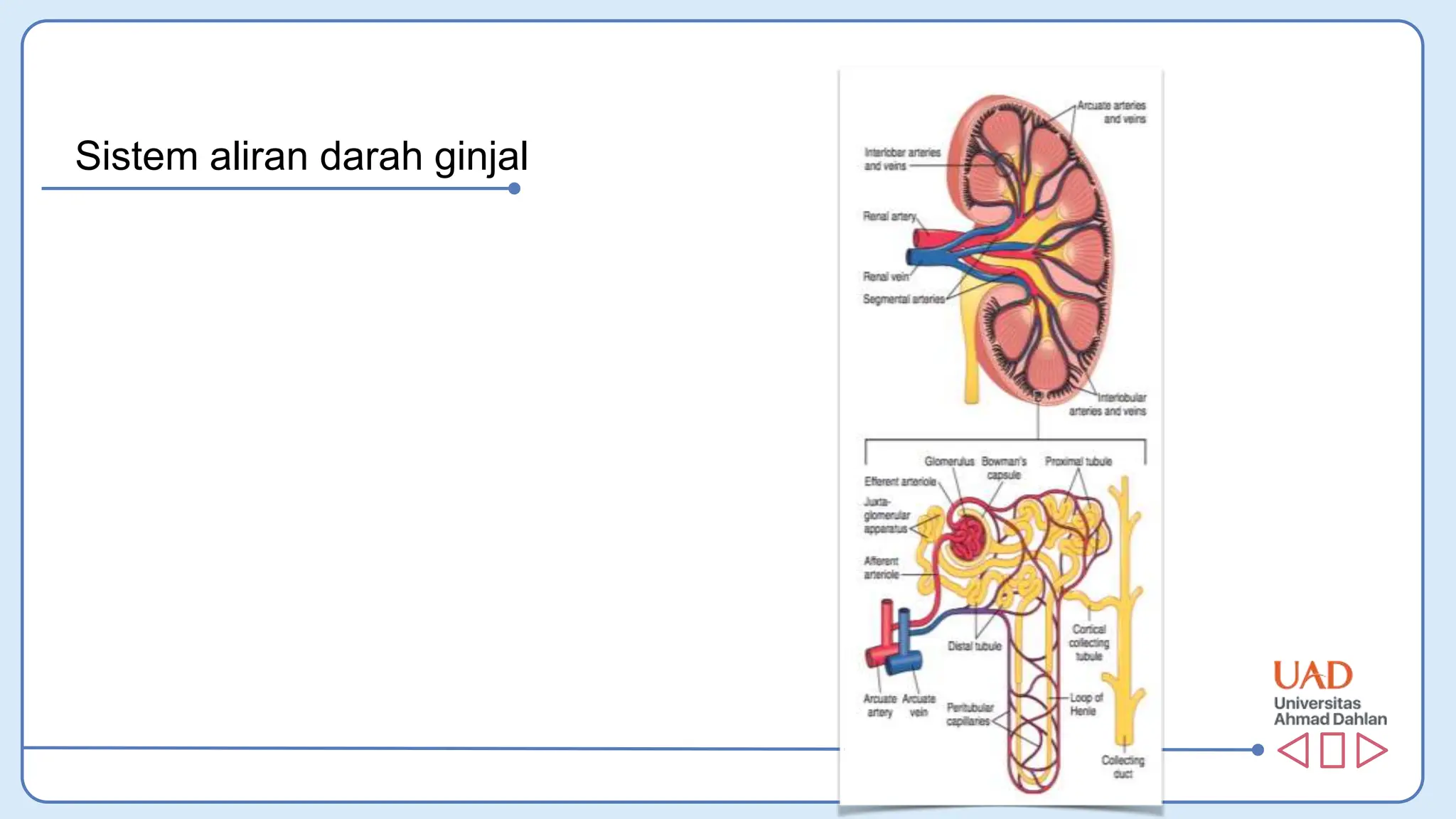 Fisiologi Ginjal dan saluran kemih.pptx