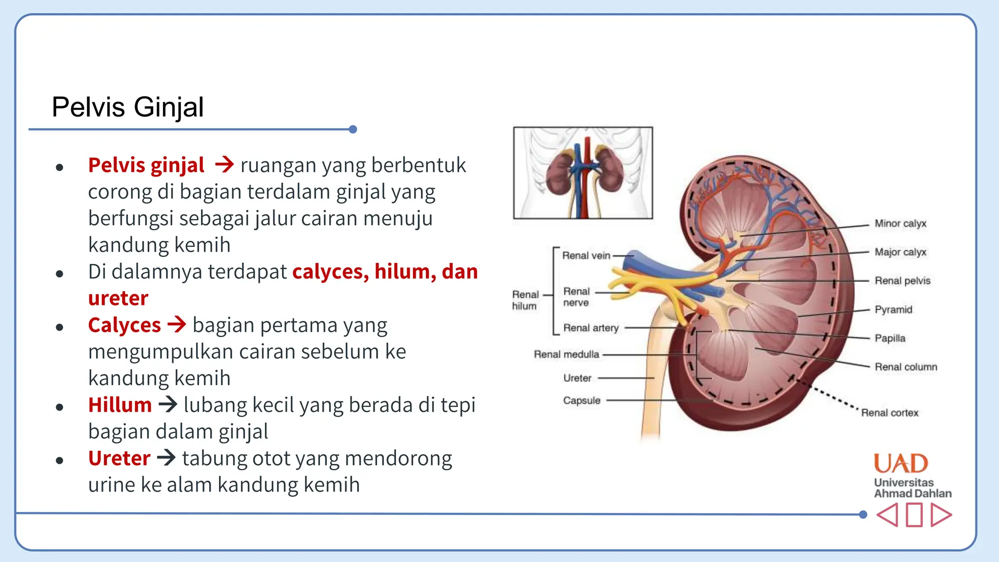 Fisiologi Ginjal dan saluran kemih.pptx