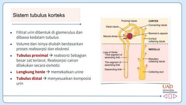 Fisiologi Ginjal dan saluran kemih.pptx