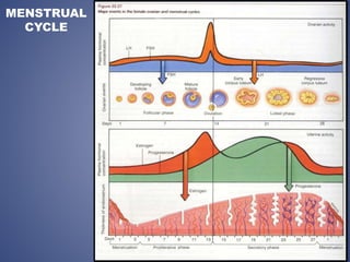 Fisiologi haid | PPTX