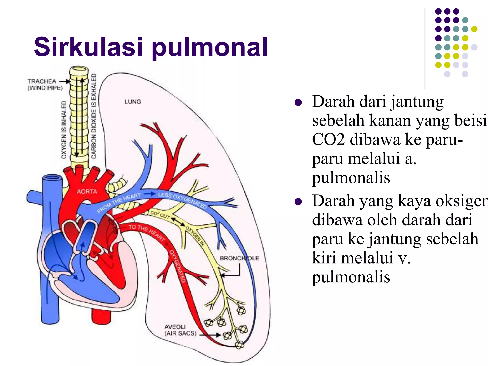 Fisiologi jantung | PPTX