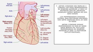 FISIOLOGI JANTUNG DAN PEMBULUH DARAH NORMAL (1).pptx