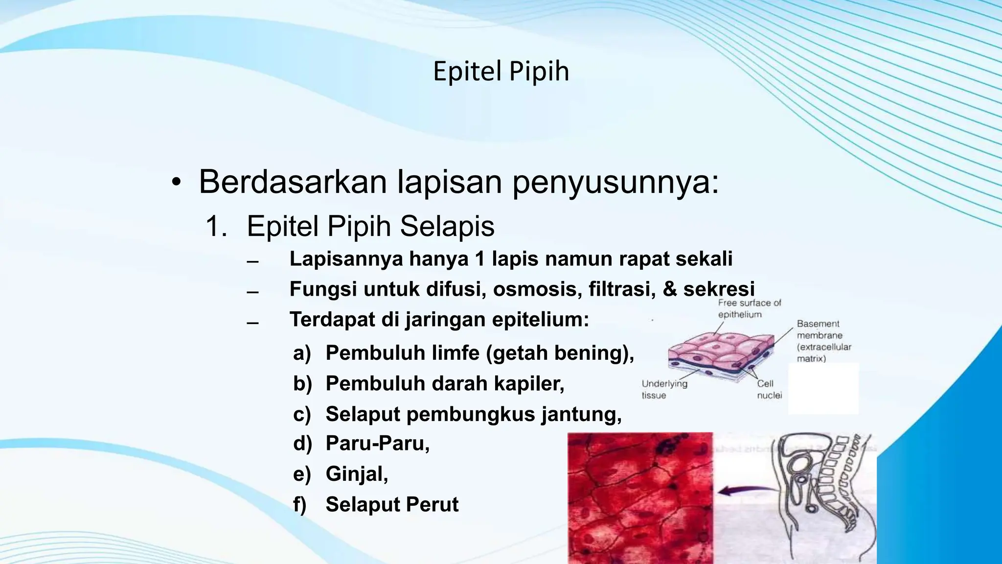 Fisiologi Jaringan Tubuh Manusia-Modul 5.pptx