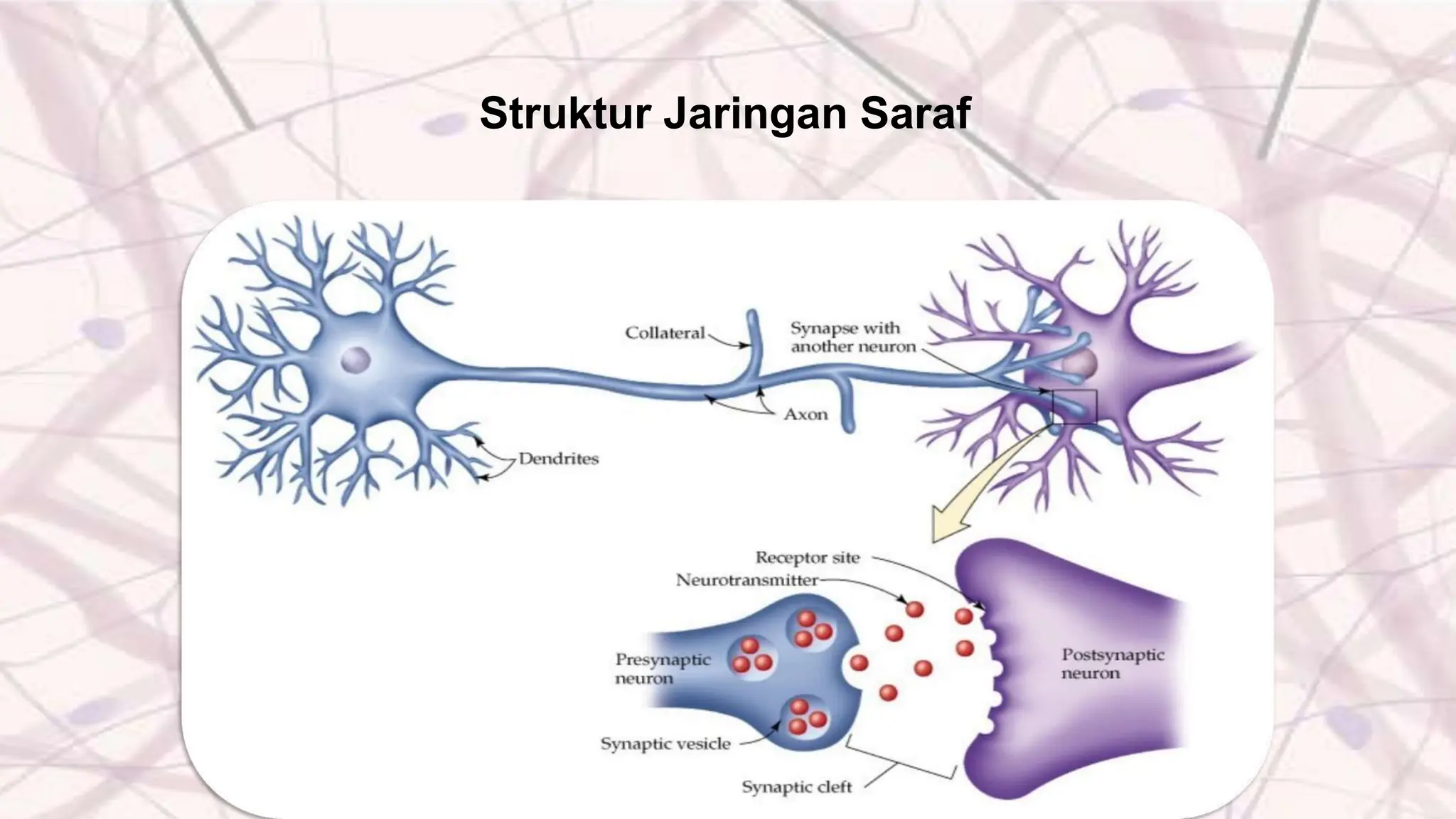 Fisiologi Jaringan Tubuh Manusia-Modul 5.pptx