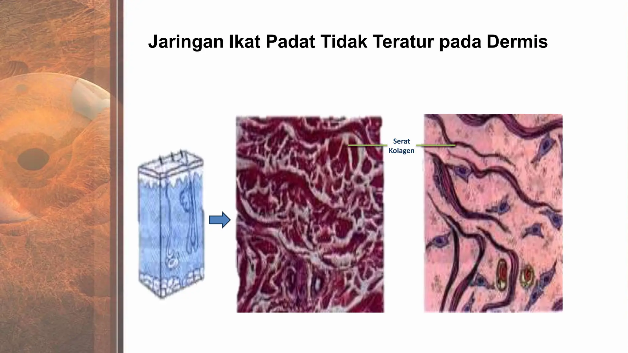 Fisiologi Jaringan Tubuh Manusia-Modul 5.pptx