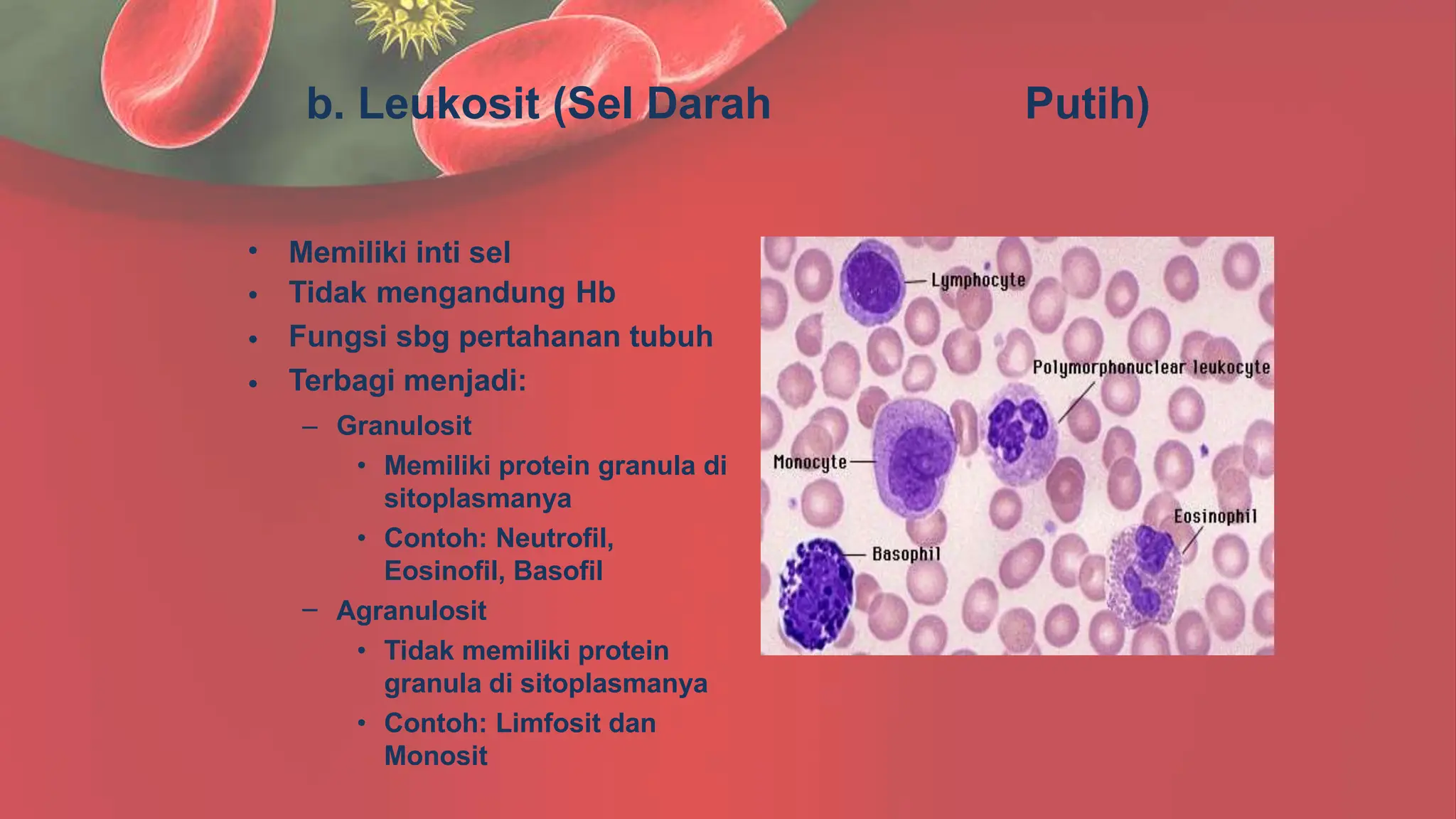Fisiologi Jaringan Tubuh Manusia-Modul 5.pptx