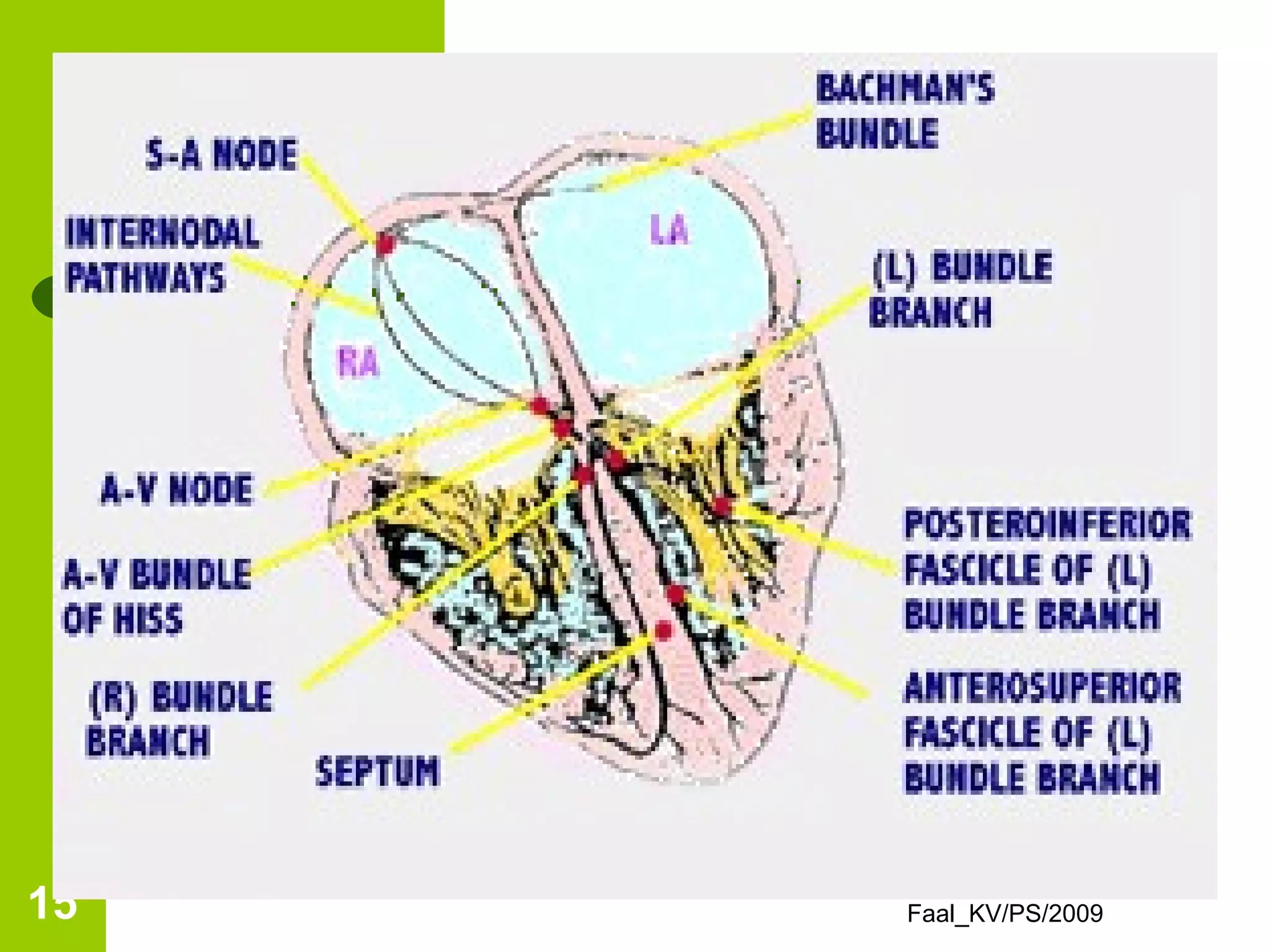 Fisiologi kardiovaskular (Jantung) | PPT