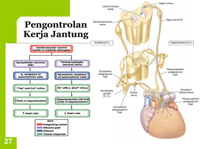 Fisiologikardiovaskular | PPT