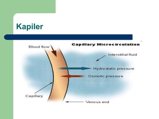Fisiologi Kardiovaskular | PPTX