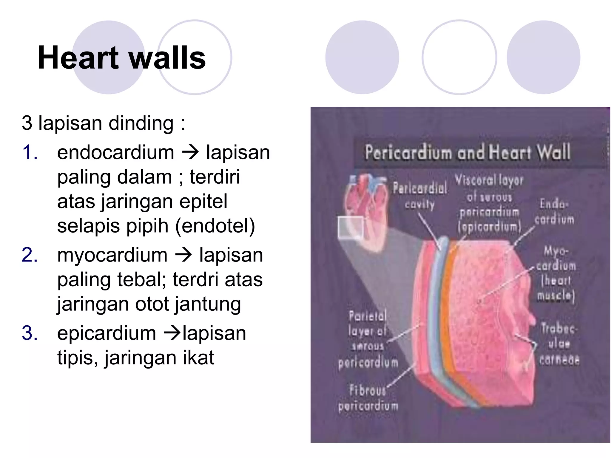 Fisiologi kardiovaskuler | PPT