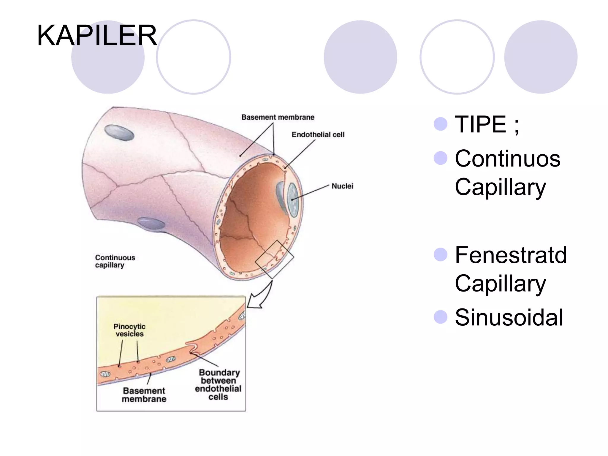 Fisiologi kardiovaskuler | PPT