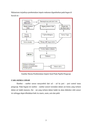 Fisiologi lidah | DOC