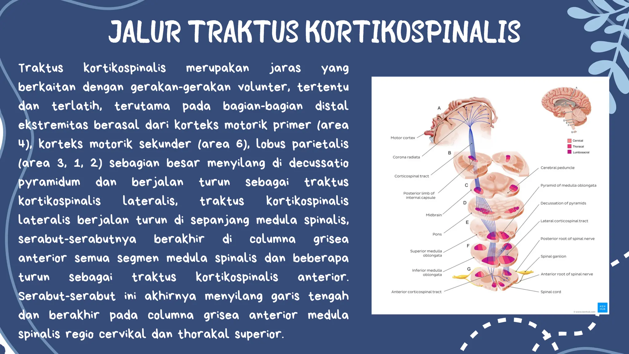 Fisiologi motorik (piramidal dan ekstrapiramidal) | PDF