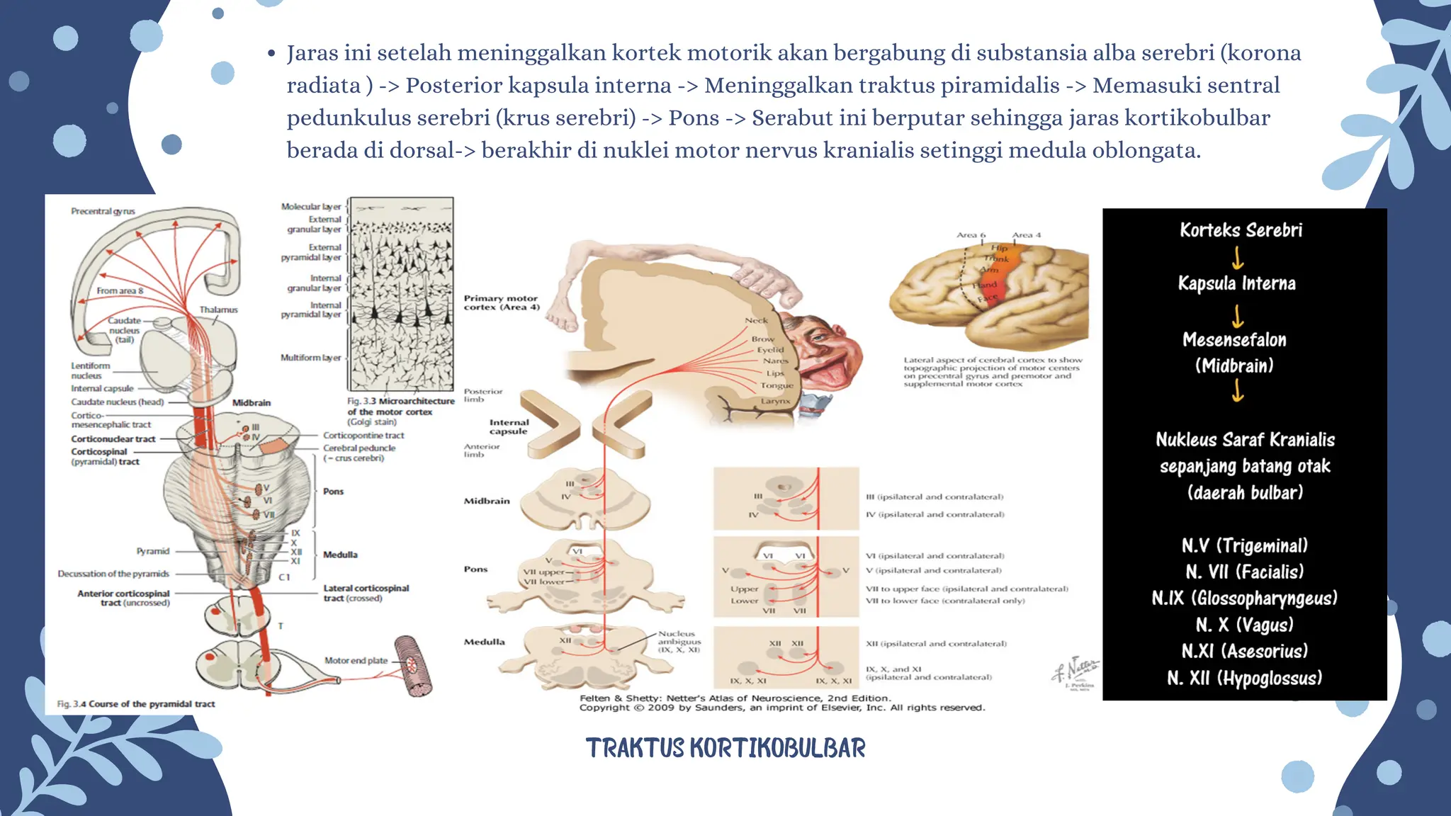 Fisiologi motorik (piramidal dan ekstrapiramidal) | PDF