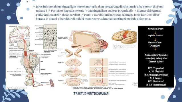 Fisiologi motorik (piramidal dan ekstrapiramidal) | PDF