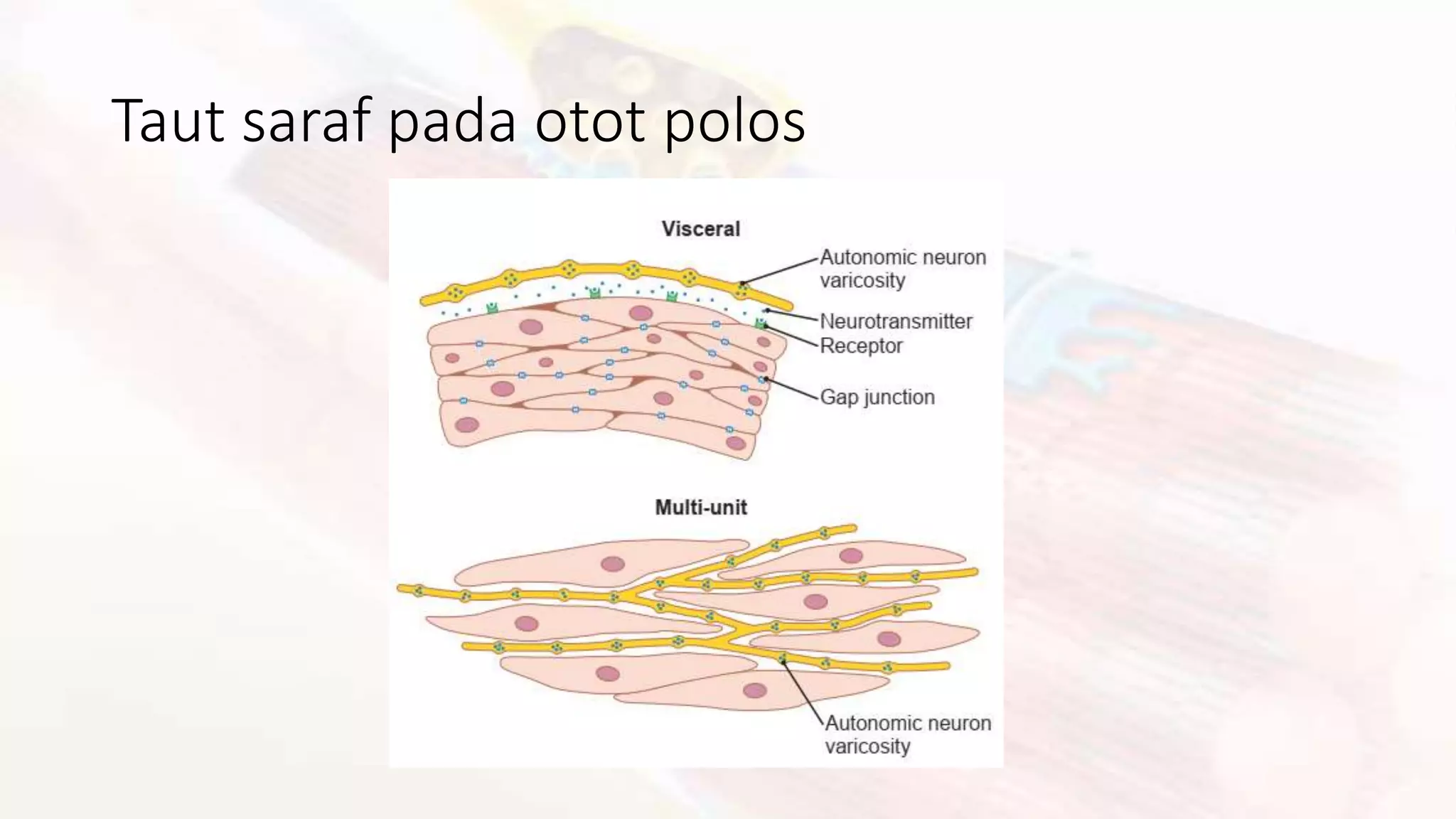 fisiologi otot fix.pptx