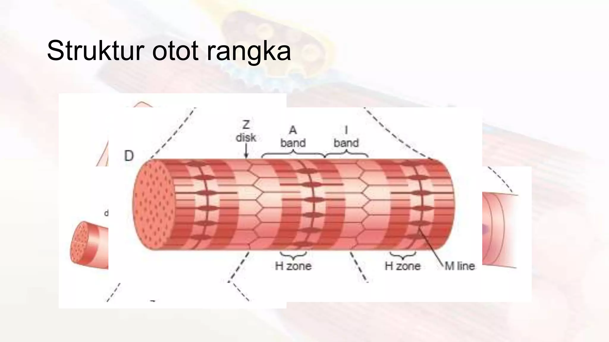 fisiologi otot fix.pptx