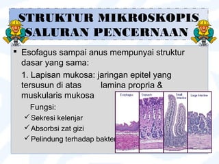 Fisiologi pencernaan | PPT