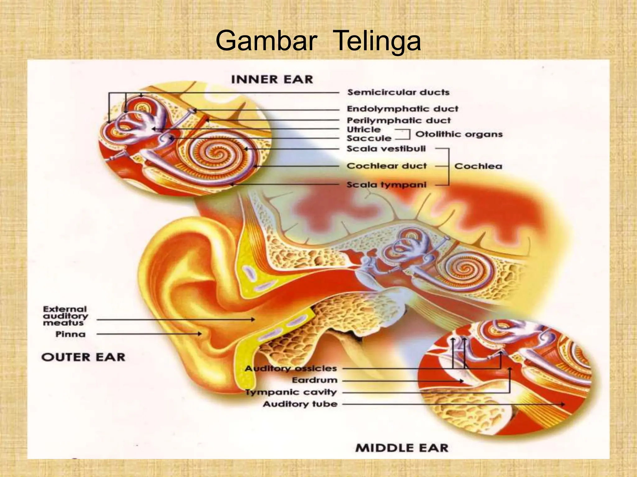FISIOLOGI_PENDENGARAN_KULIAH_AUDIOLOGI (1).ppt