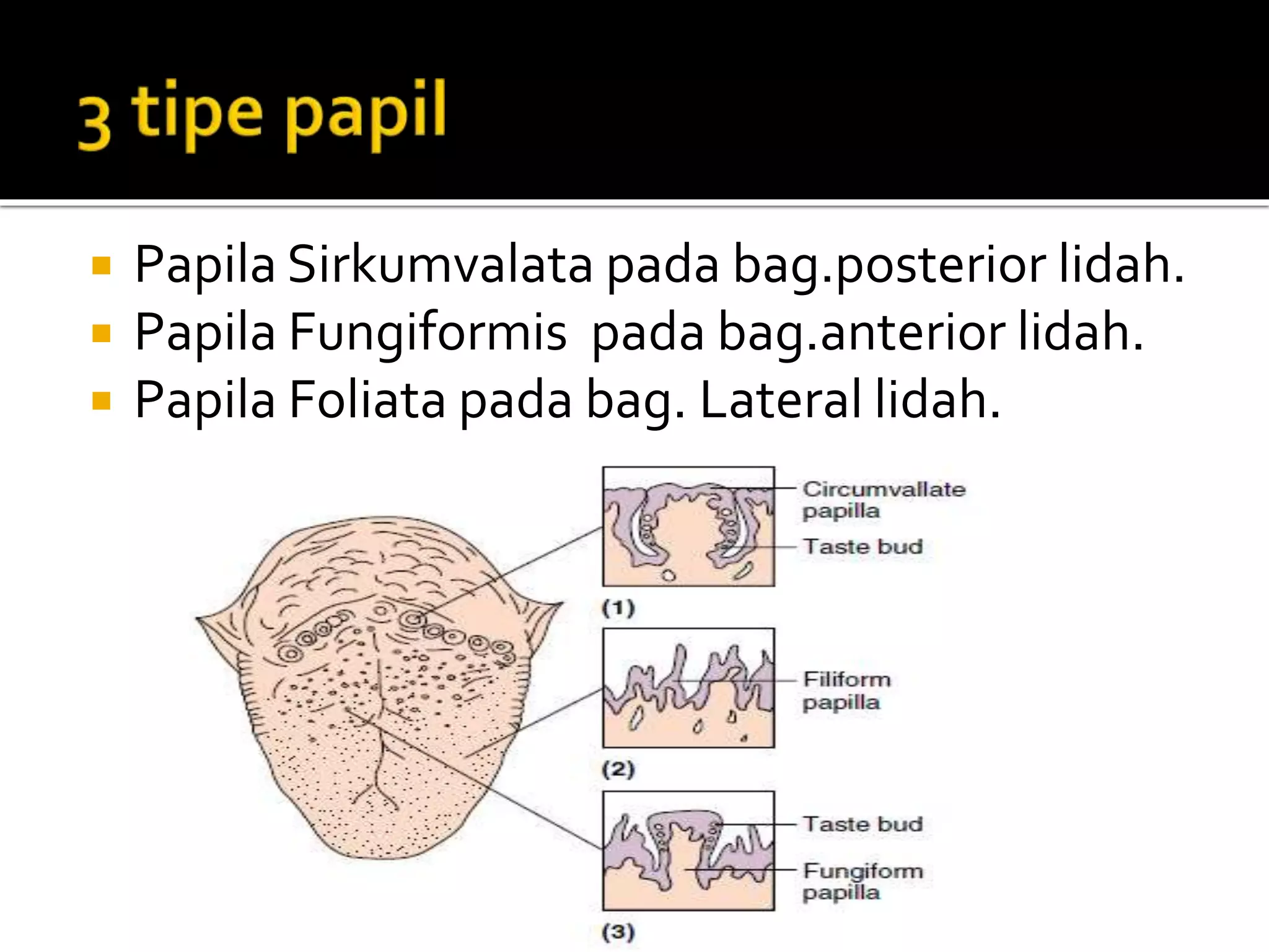Fisiologi pengecapan | PPTX