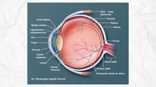 fisiologi penglihatan.pptx