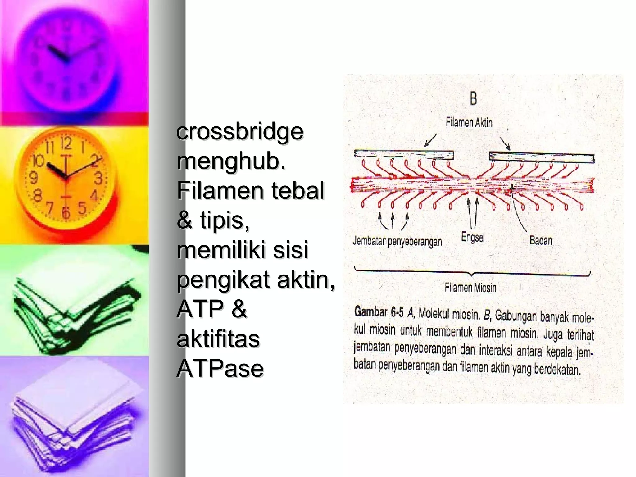 Fisiologi refleks, gerak dan postur tubuh | PPT