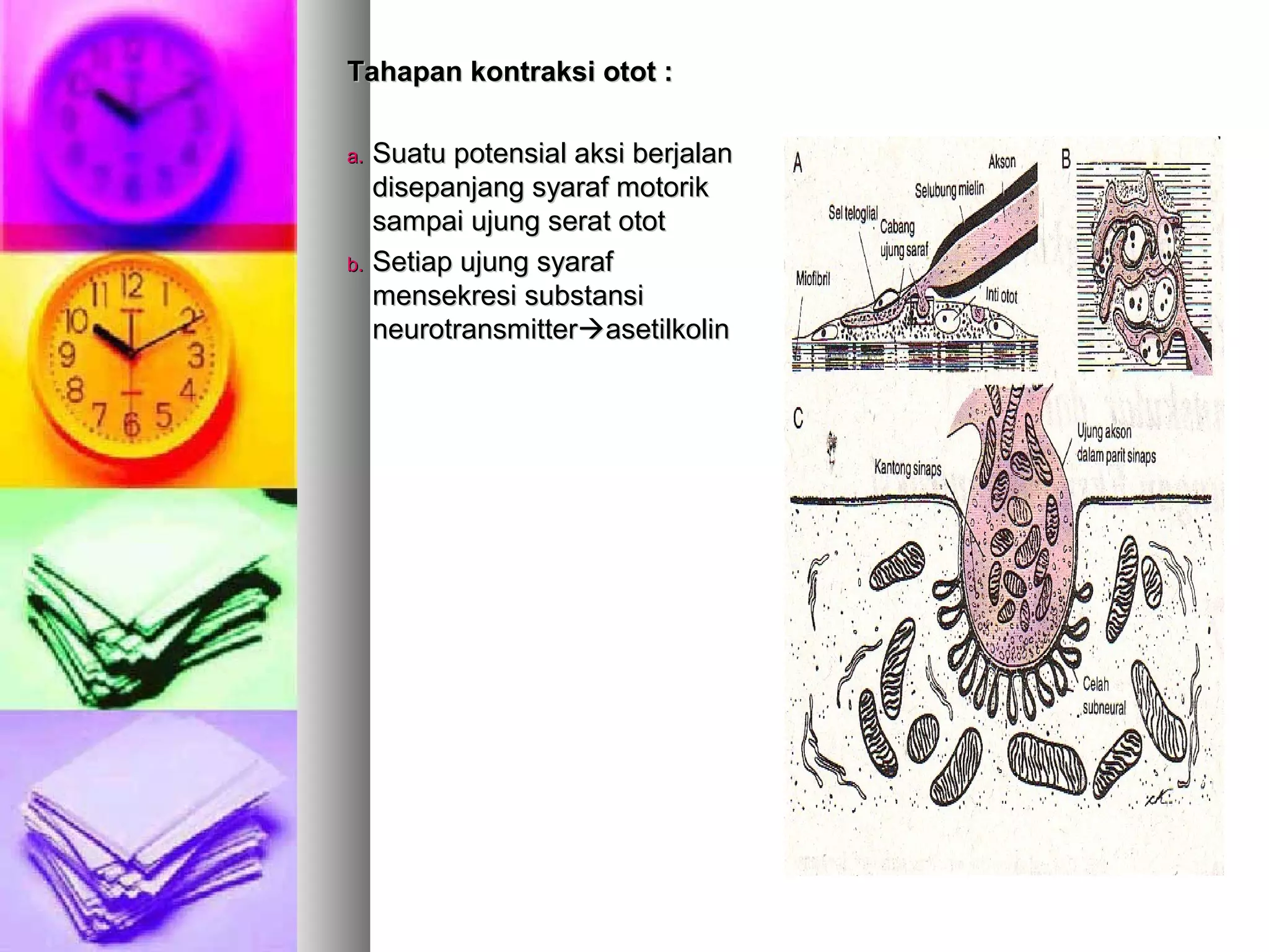 Fisiologi refleks, gerak dan postur tubuh | PPT