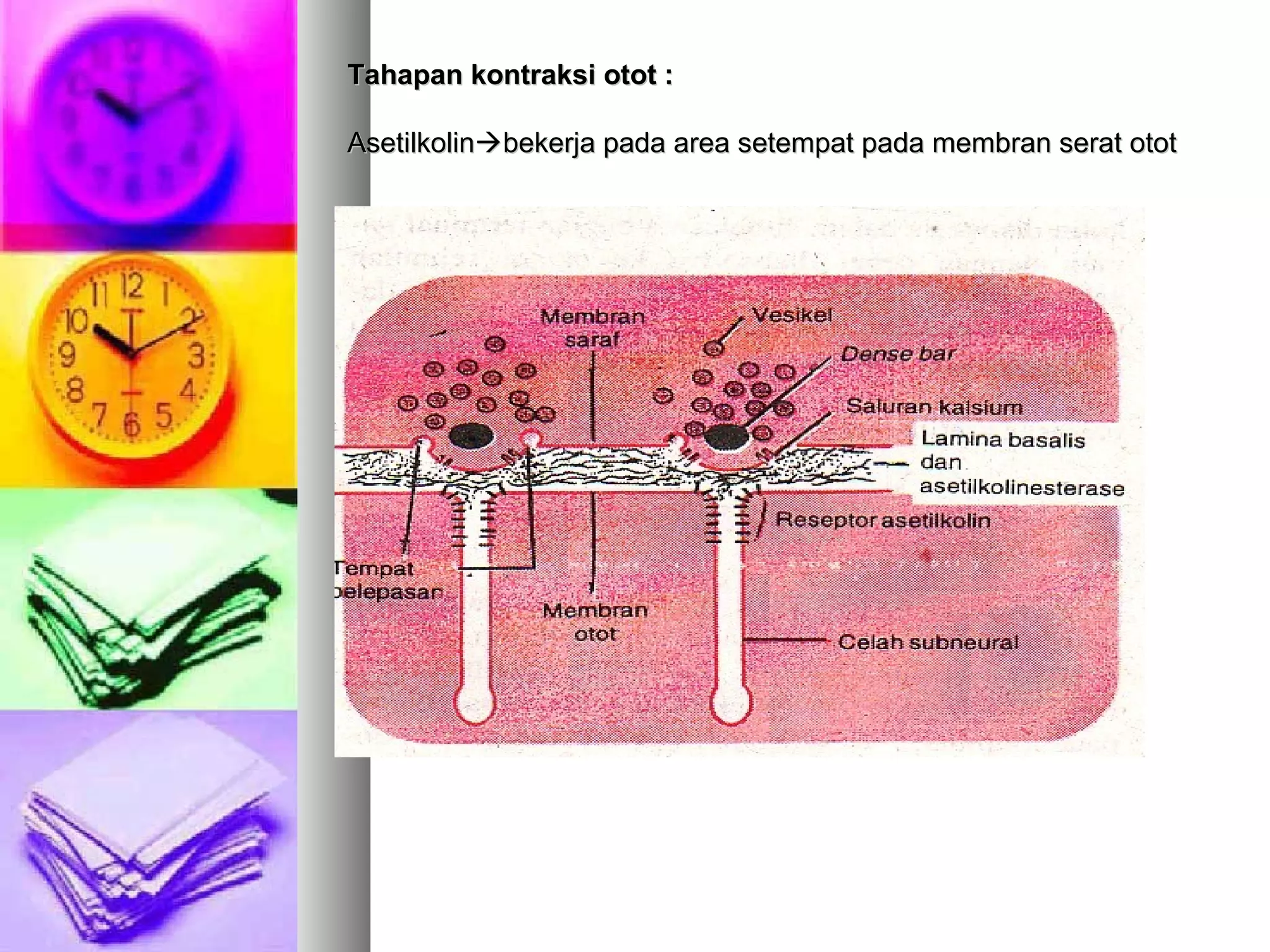 Fisiologi refleks, gerak dan postur tubuh | PPT