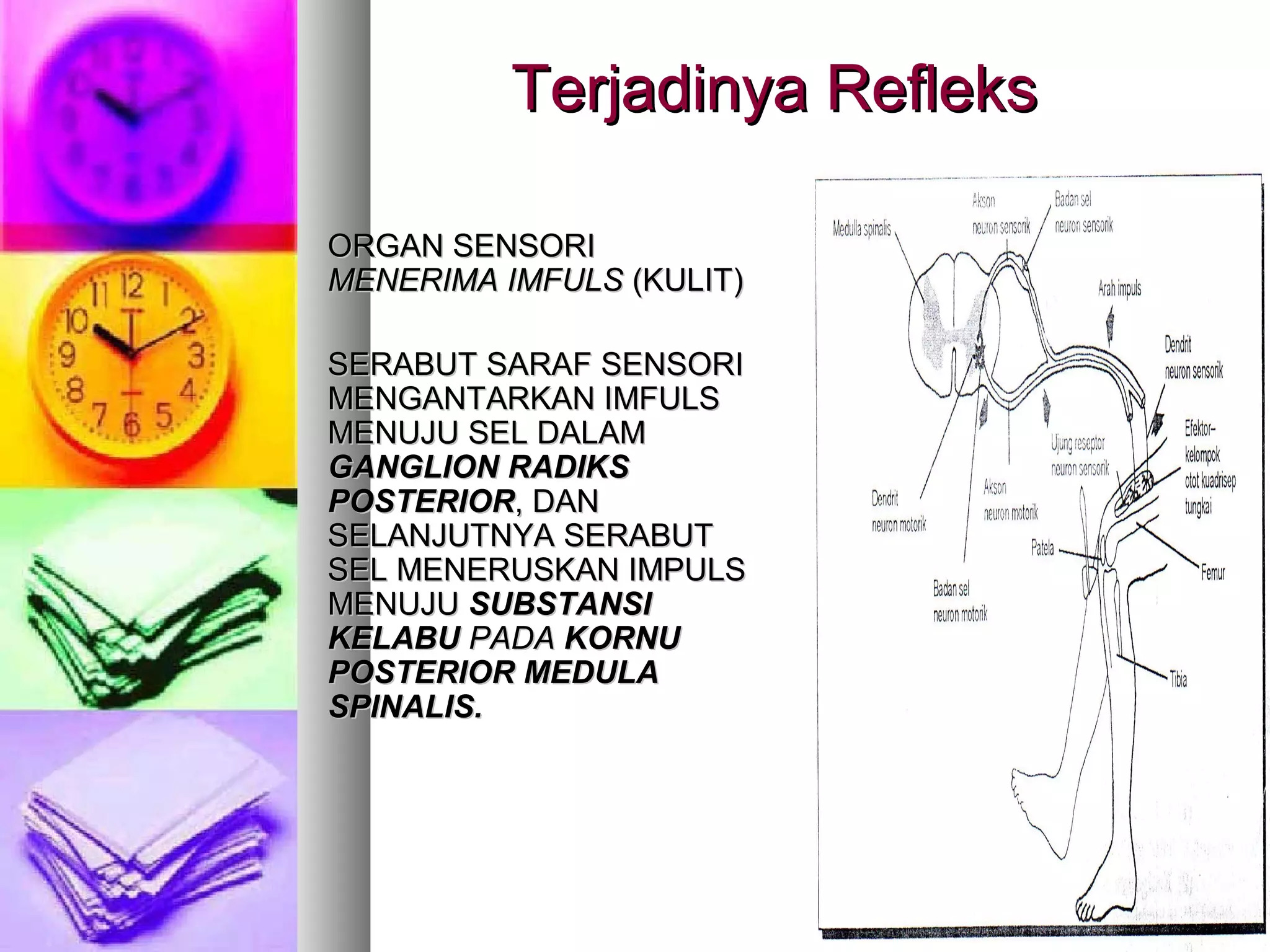 Fisiologi refleks, gerak dan postur tubuh | PPT
