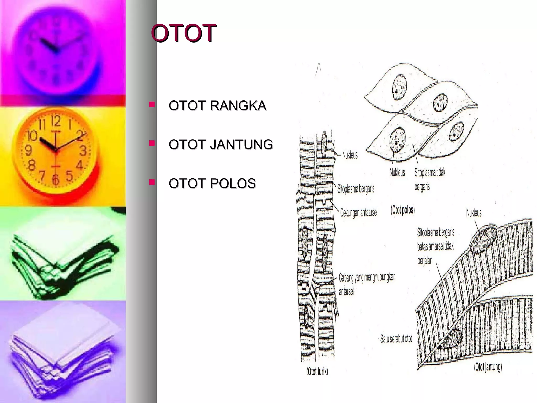Fisiologi refleks, gerak dan postur tubuh | PPT