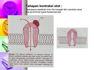 Fisiologi refleks, gerak dan postur tubuh | PPT