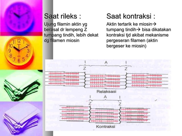 Fisiologi refleks, gerak dan postur tubuh | PPT