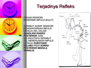 Fisiologi refleks, gerak dan postur tubuh | PPT