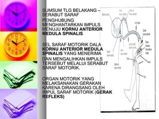Fisiologi refleks, gerak dan postur tubuh | PPT