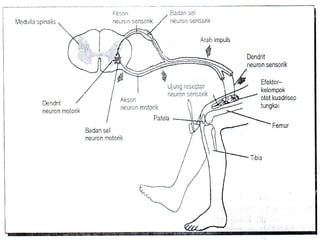 Fisiologi refleks, gerak dan postur tubuh | PPT
