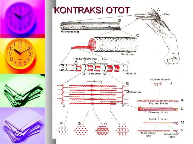 Fisiologi refleks, gerak dan postur tubuh | PPT